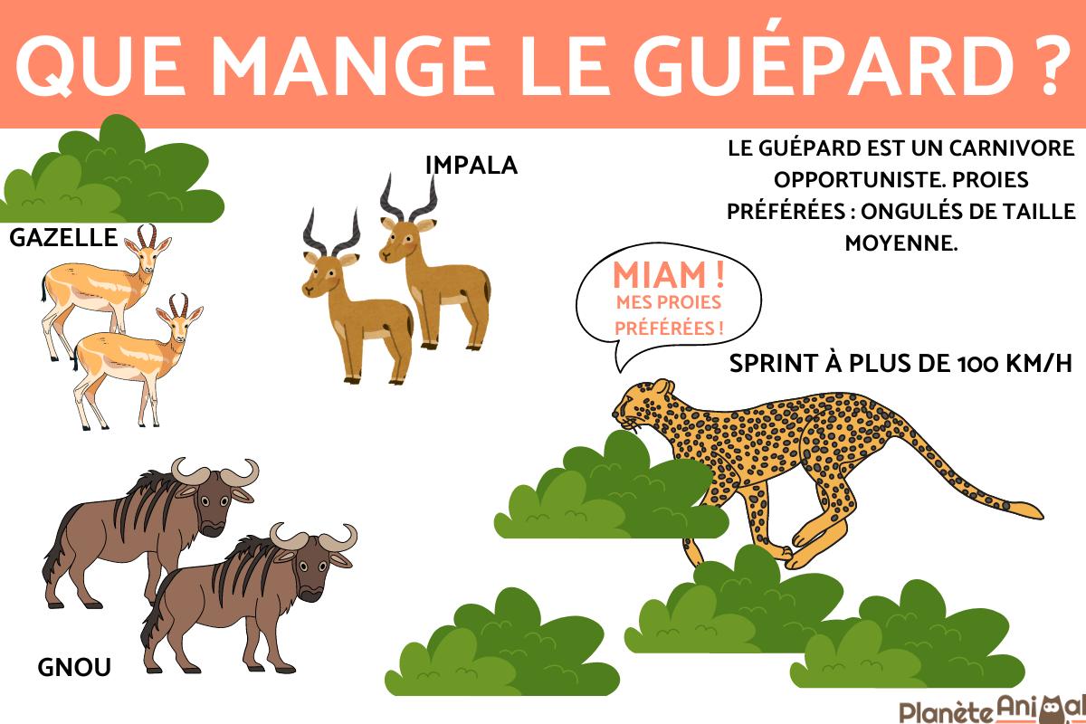 Que mange le guépard