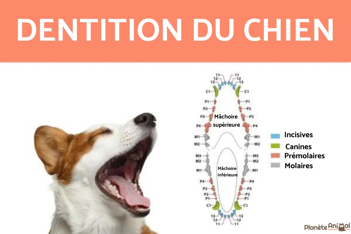 Combien de DENTS A un CHIEN