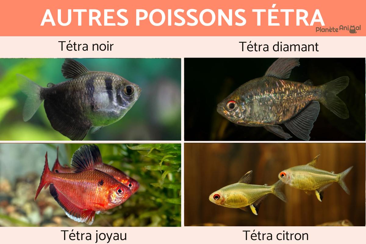 Poissons tétra - Liste avec PHOTOS