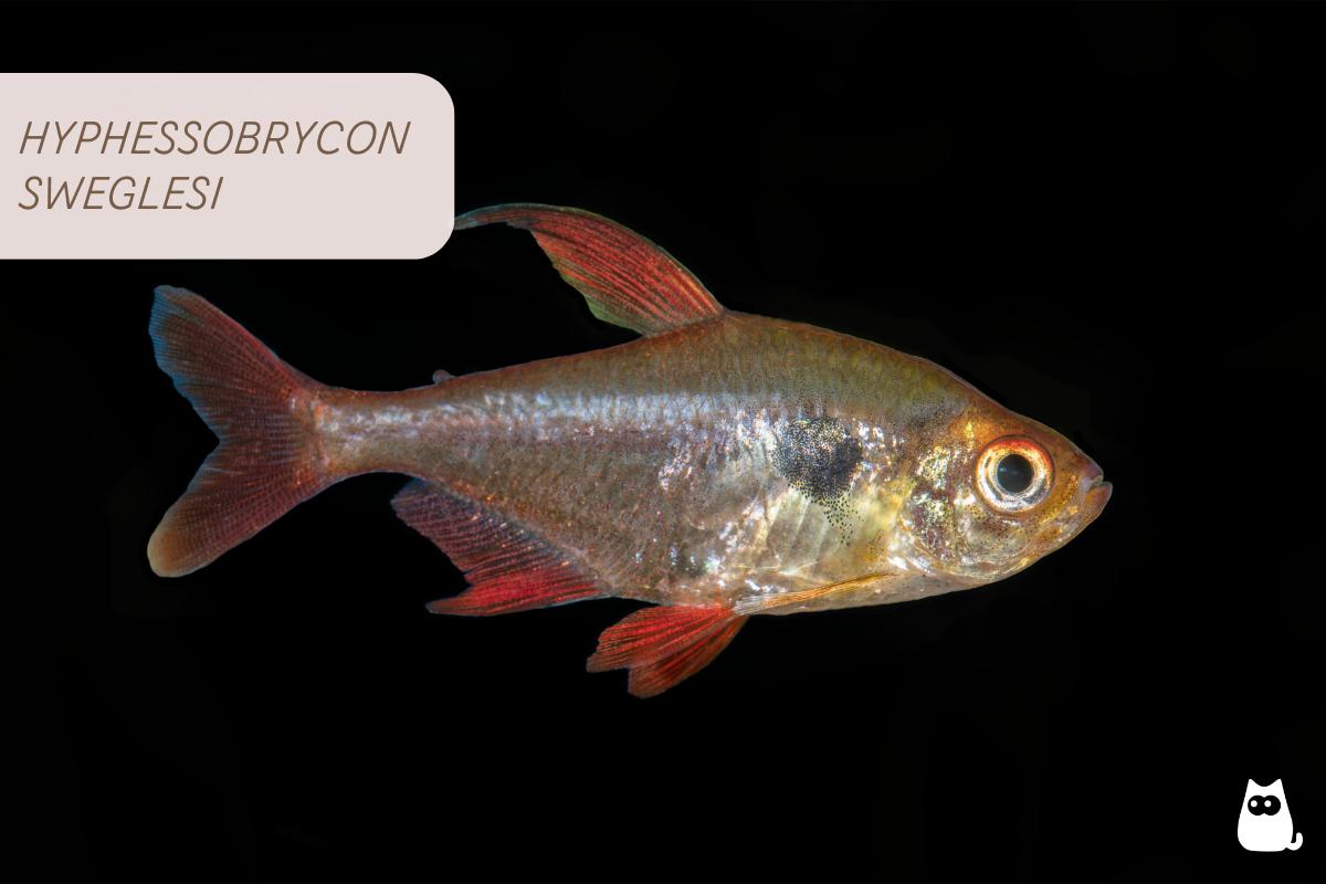 Poissons tétra - Liste avec PHOTOS