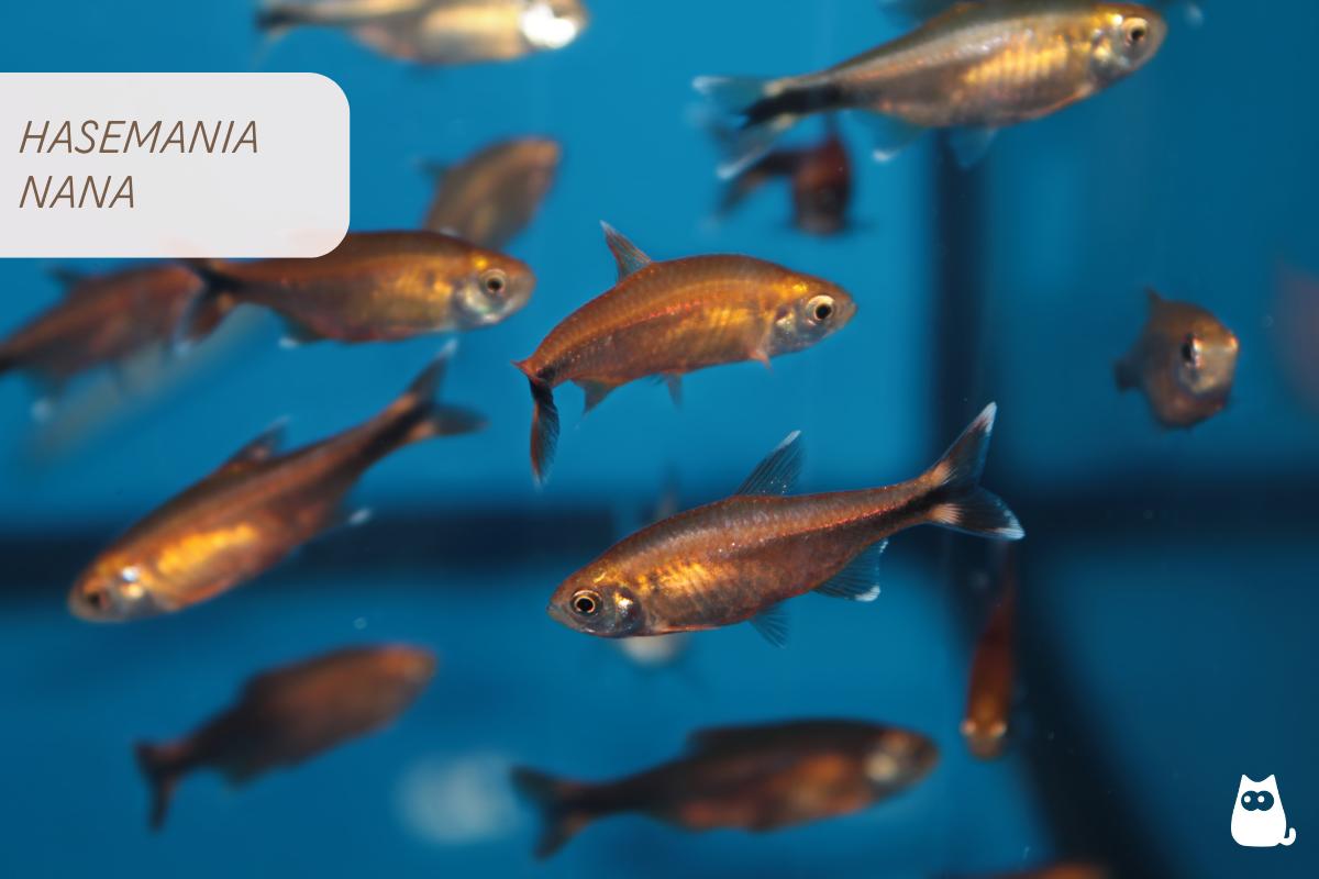 Poissons tétra - Liste avec PHOTOS