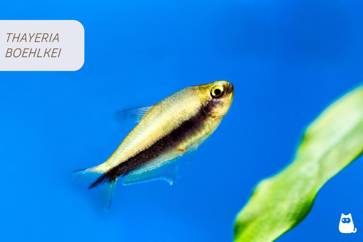 Poissons tétra - Liste avec PHOTOS