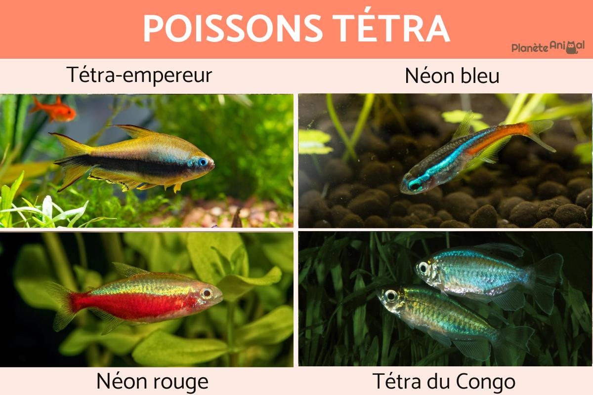 Poissons tétra - Liste avec PHOTOS