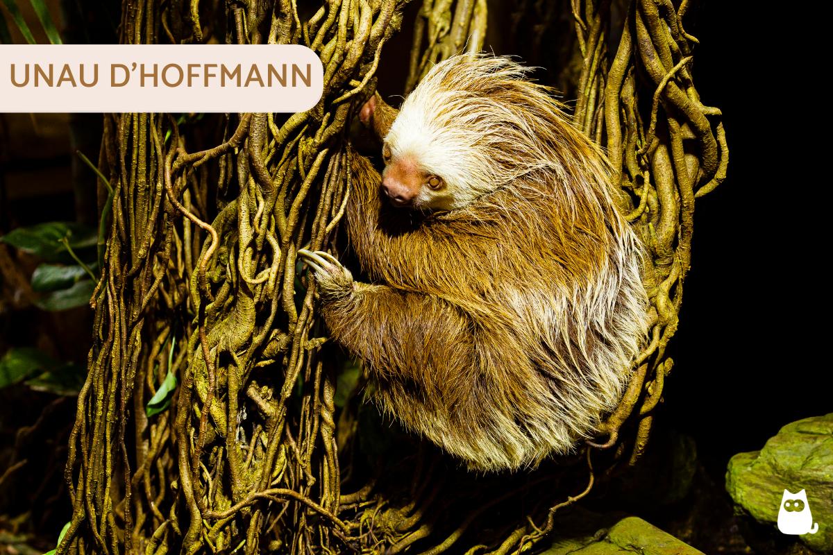 60 ANIMAUX TROPICAUX - Caractéristiques et photos