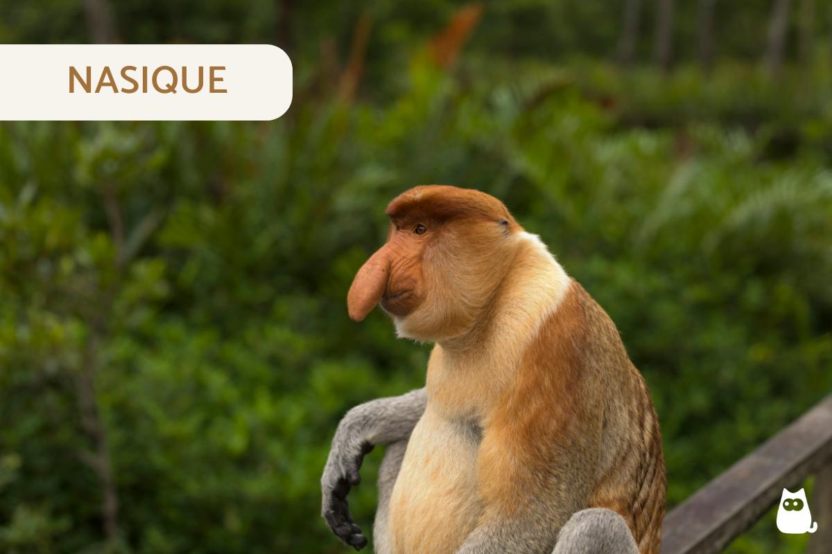 60 ANIMAUX TROPICAUX - Caractéristiques et photos