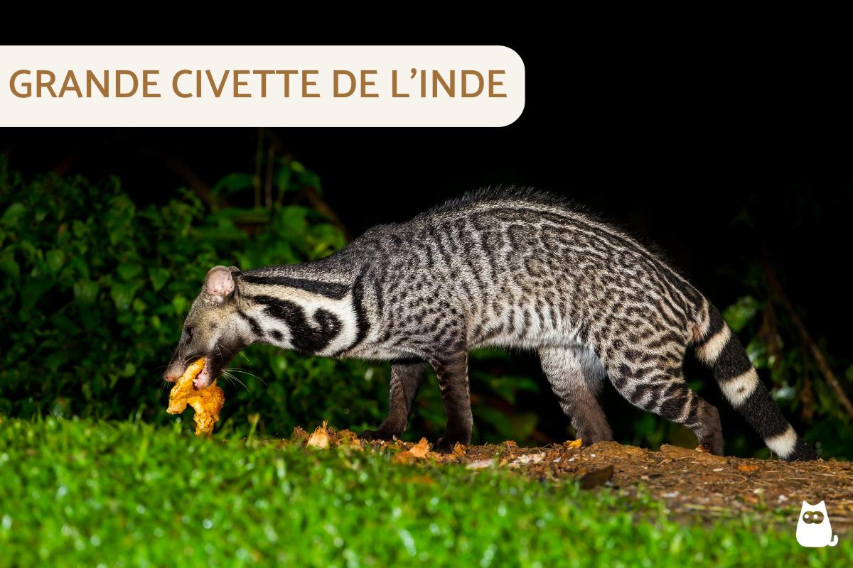 60 ANIMAUX TROPICAUX - Caractéristiques et photos