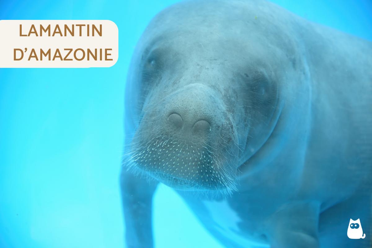 60 ANIMAUX TROPICAUX - Caractéristiques et photos