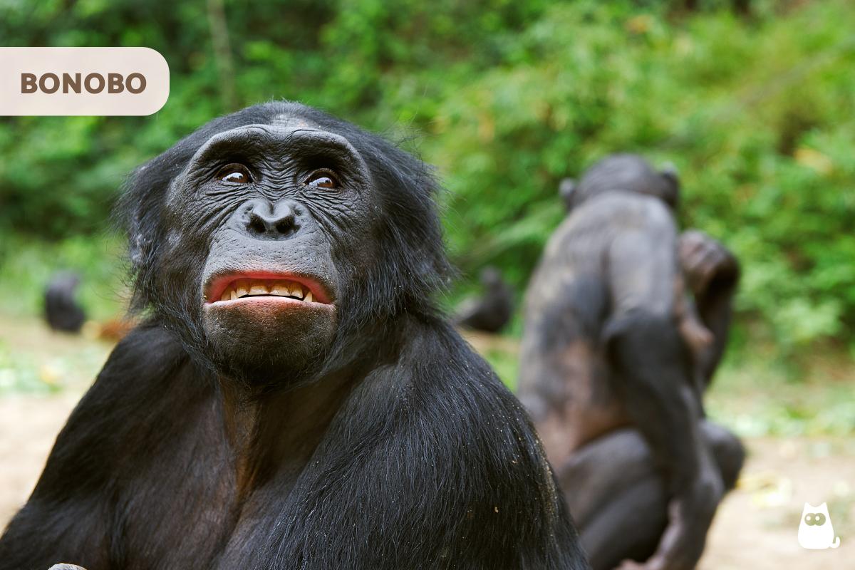 60 ANIMAUX TROPICAUX - Caractéristiques et photos
