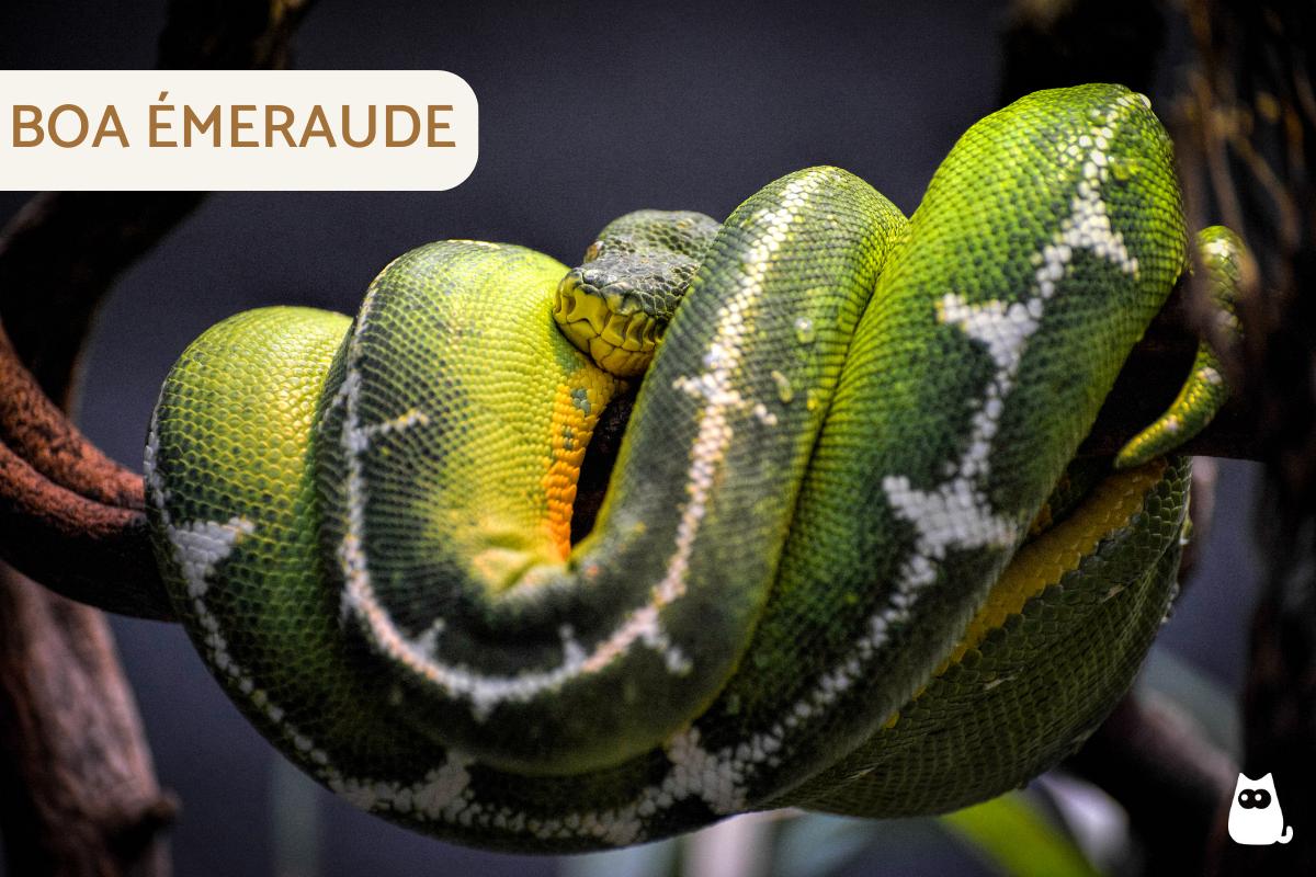 60 ANIMAUX TROPICAUX - Caractéristiques et photos