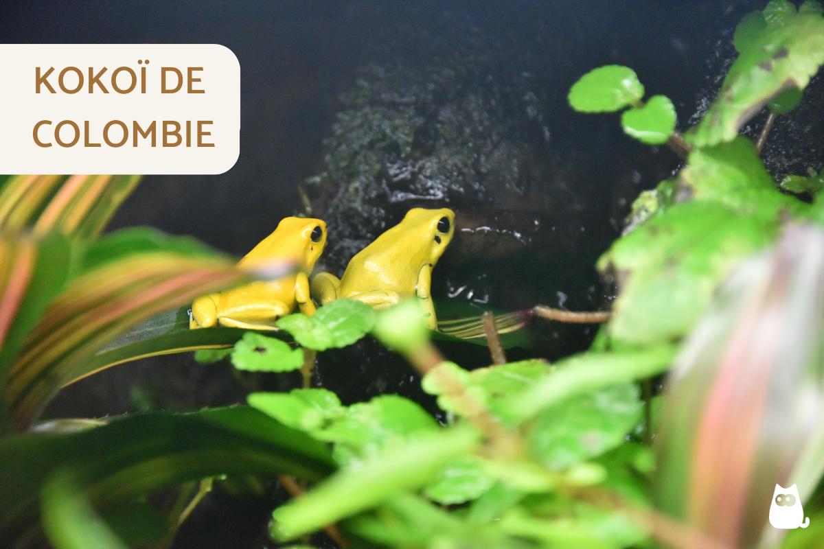 60 ANIMAUX TROPICAUX - Caractéristiques et photos