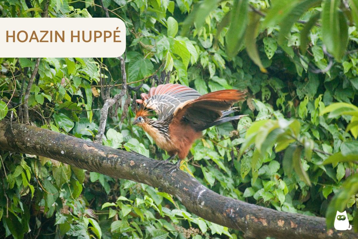 60 ANIMAUX TROPICAUX - Caractéristiques et photos