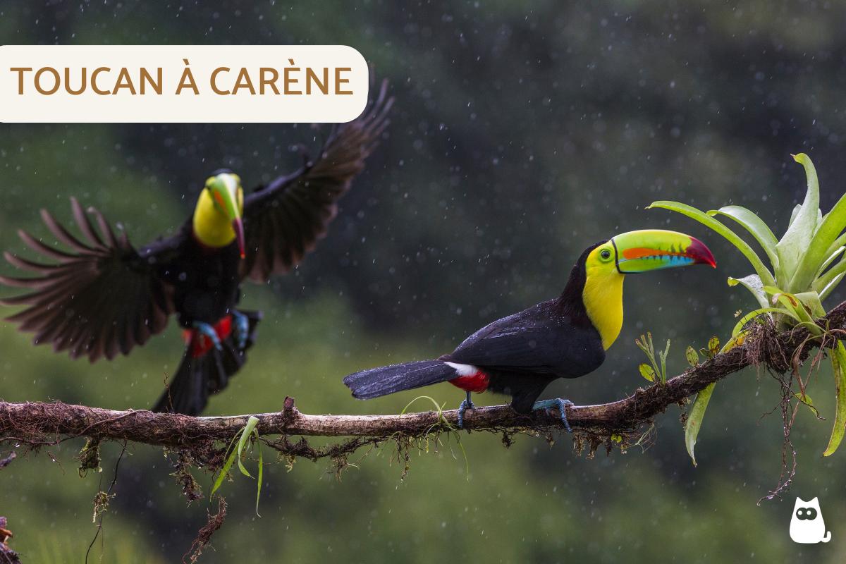 60 ANIMAUX TROPICAUX - Caractéristiques et photos