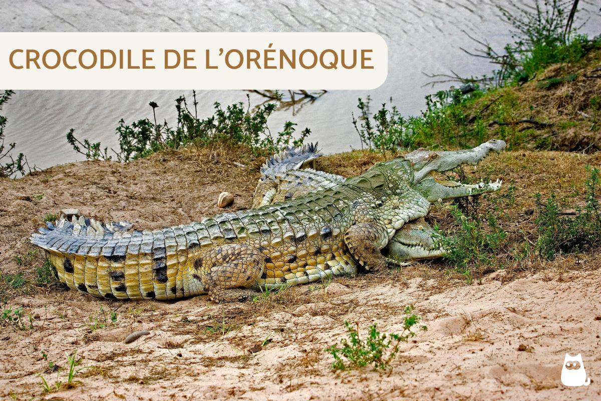 60 ANIMAUX TROPICAUX - Caractéristiques et photos