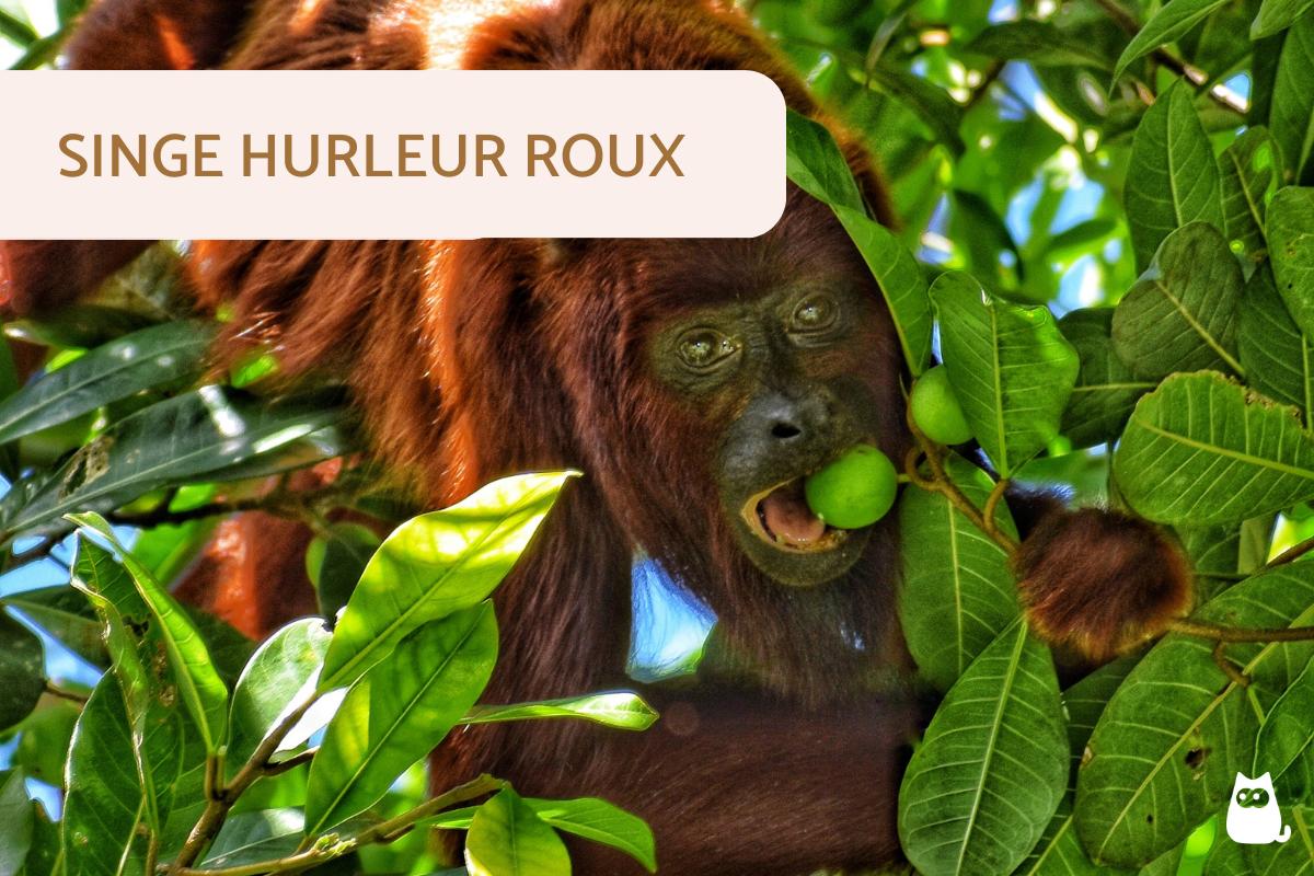 60 ANIMAUX TROPICAUX - Caractéristiques et photos