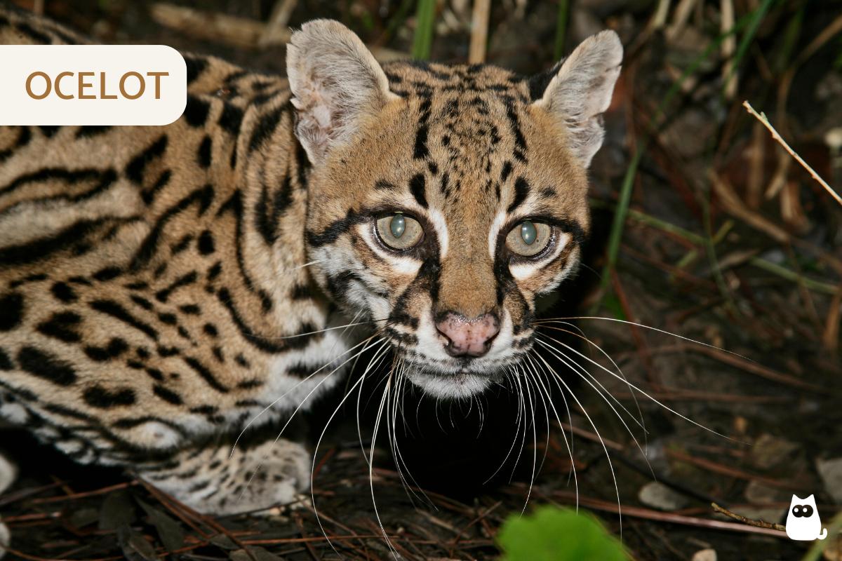 60 ANIMAUX TROPICAUX - Caractéristiques et photos