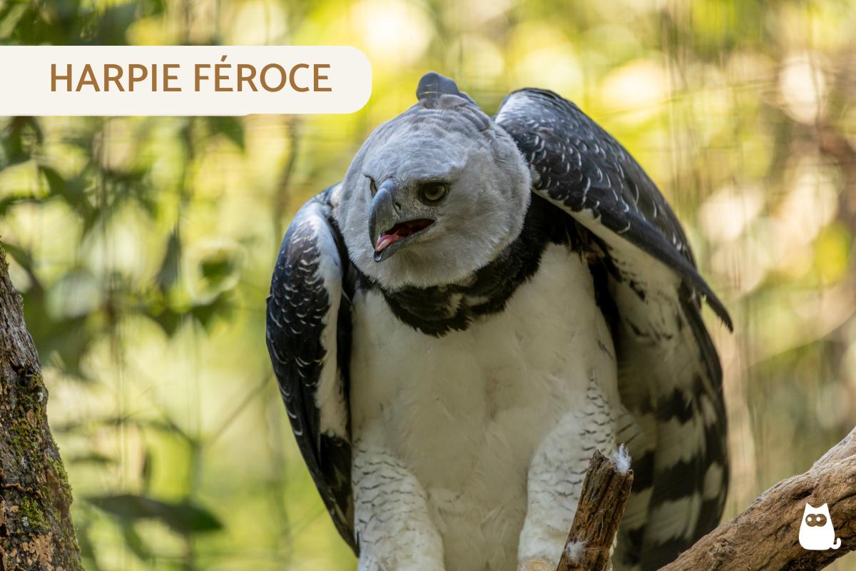 60 ANIMAUX TROPICAUX - Caractéristiques et photos
