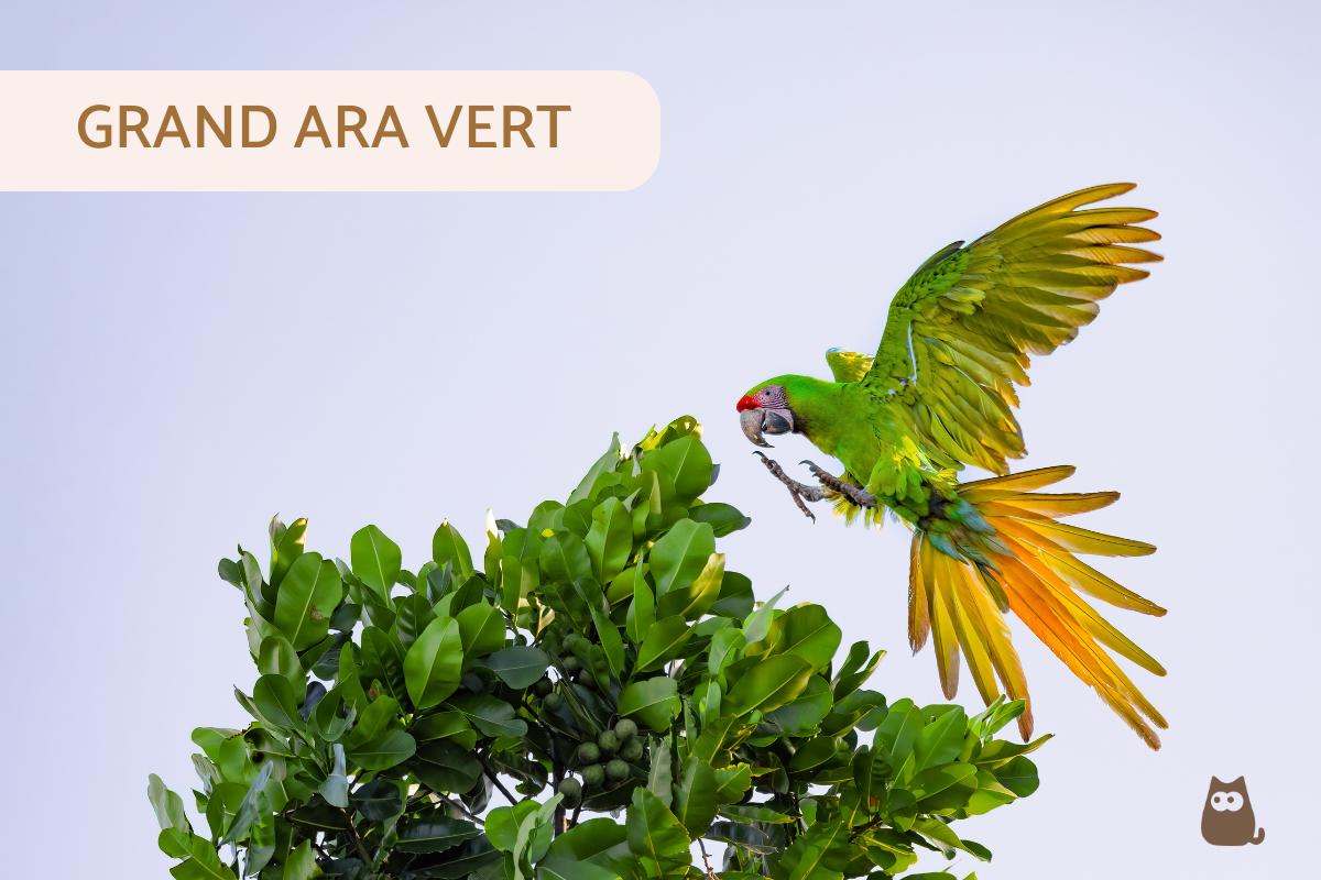 60 ANIMAUX TROPICAUX - Caractéristiques et photos