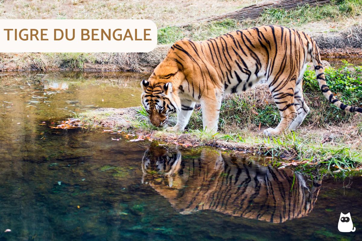 60 ANIMAUX TROPICAUX - Caractéristiques et photos