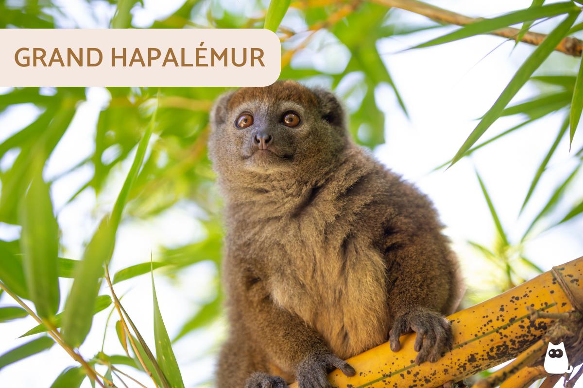 60 ANIMAUX TROPICAUX - Caractéristiques et photos