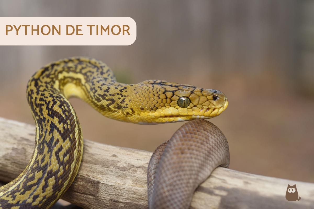 60 ANIMAUX TROPICAUX - Caractéristiques et photos