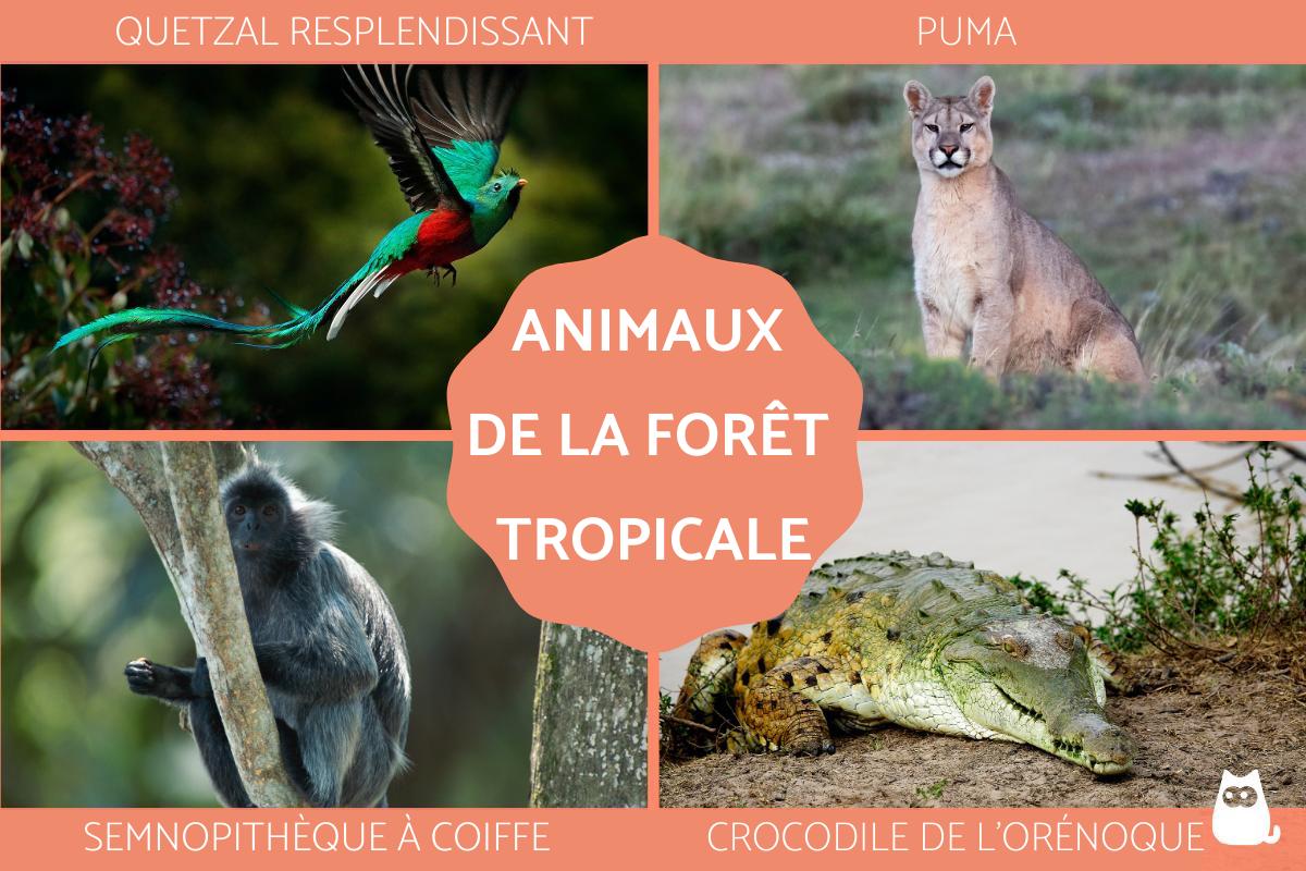 60 ANIMAUX TROPICAUX - Caractéristiques et photos