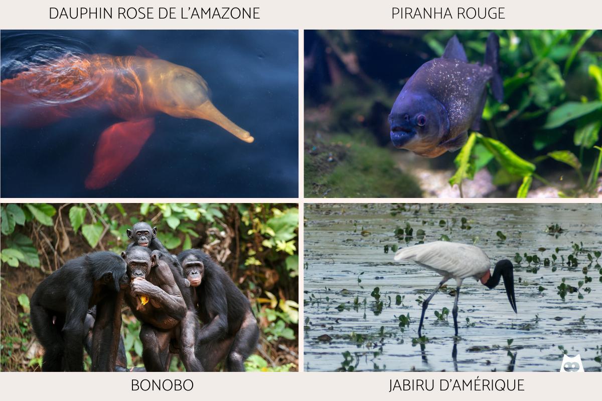 60 ANIMAUX TROPICAUX - Caractéristiques et photos