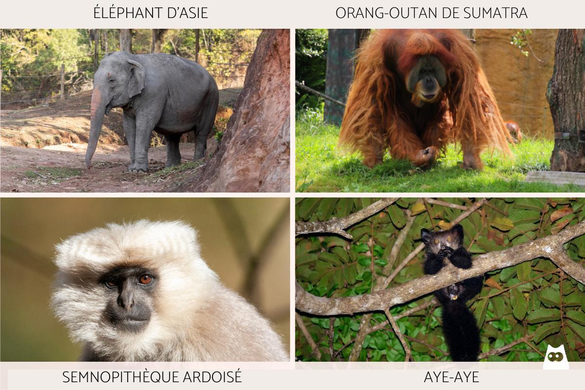 60 ANIMAUX TROPICAUX - Caractéristiques et photos