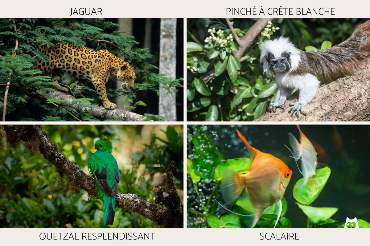 60 ANIMAUX TROPICAUX - Caractéristiques et photos