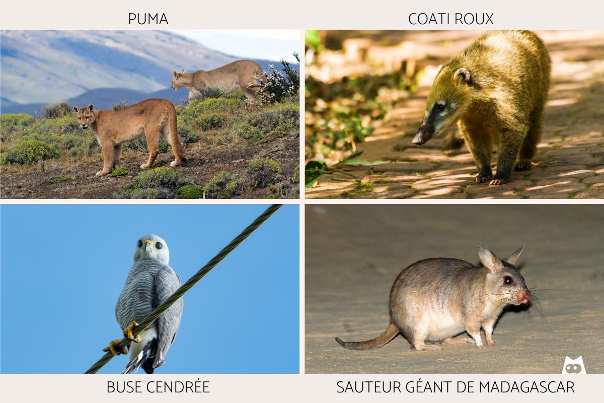 60 ANIMAUX TROPICAUX - Caractéristiques et photos