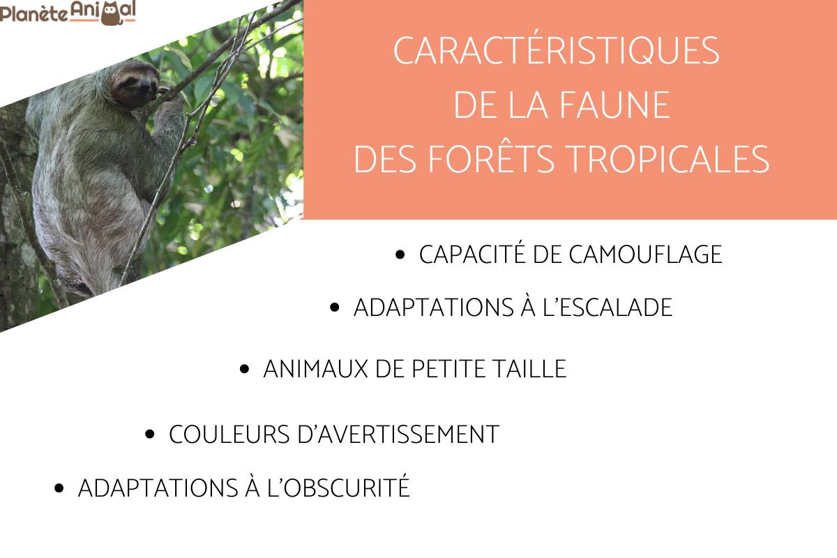 60 ANIMAUX TROPICAUX - Caractéristiques et photos