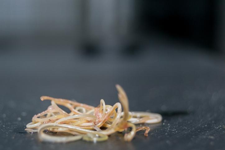 Mon chat a des verres - Symptômes, Causes et comment les enlever