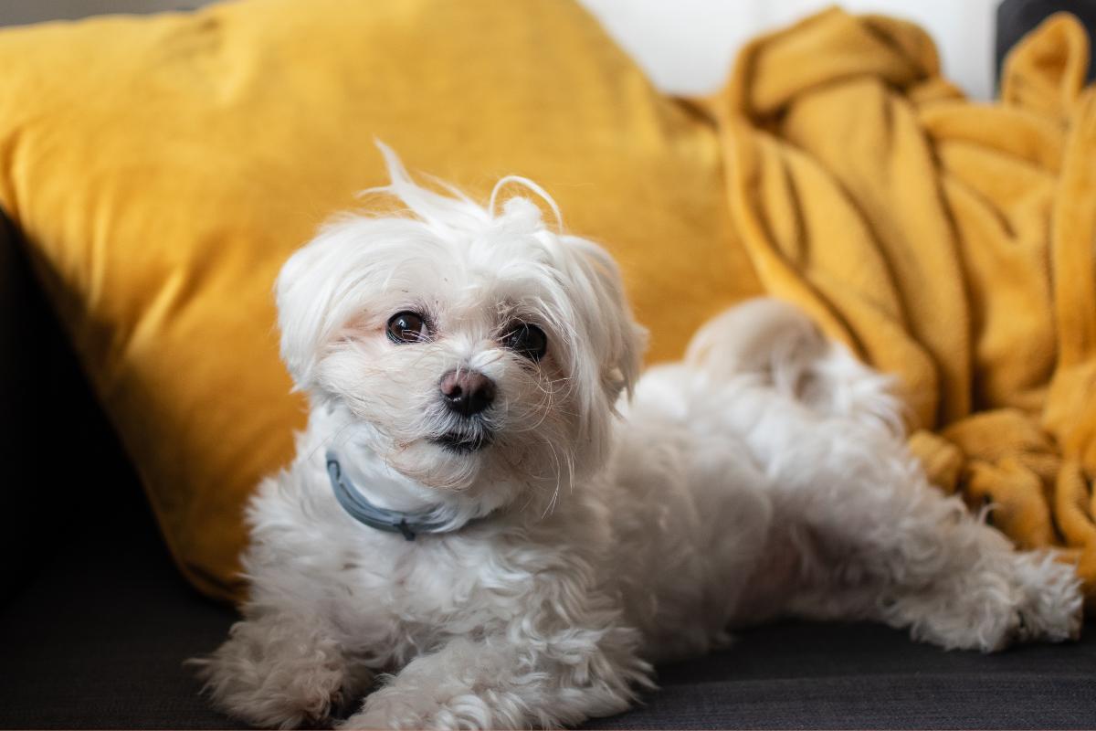 +15 Races de chiens calmes et petits (avec PHOTOS)