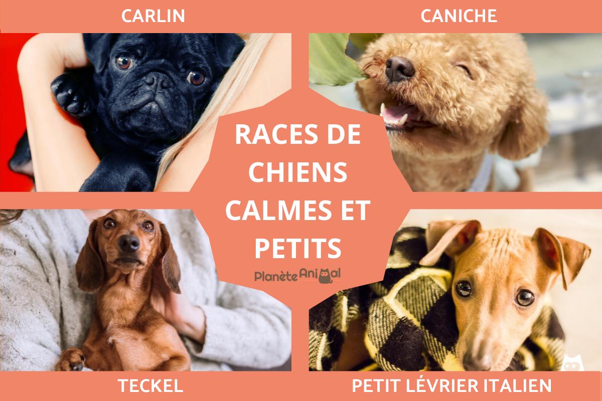 +15 Races de chiens calmes et petits (avec PHOTOS)