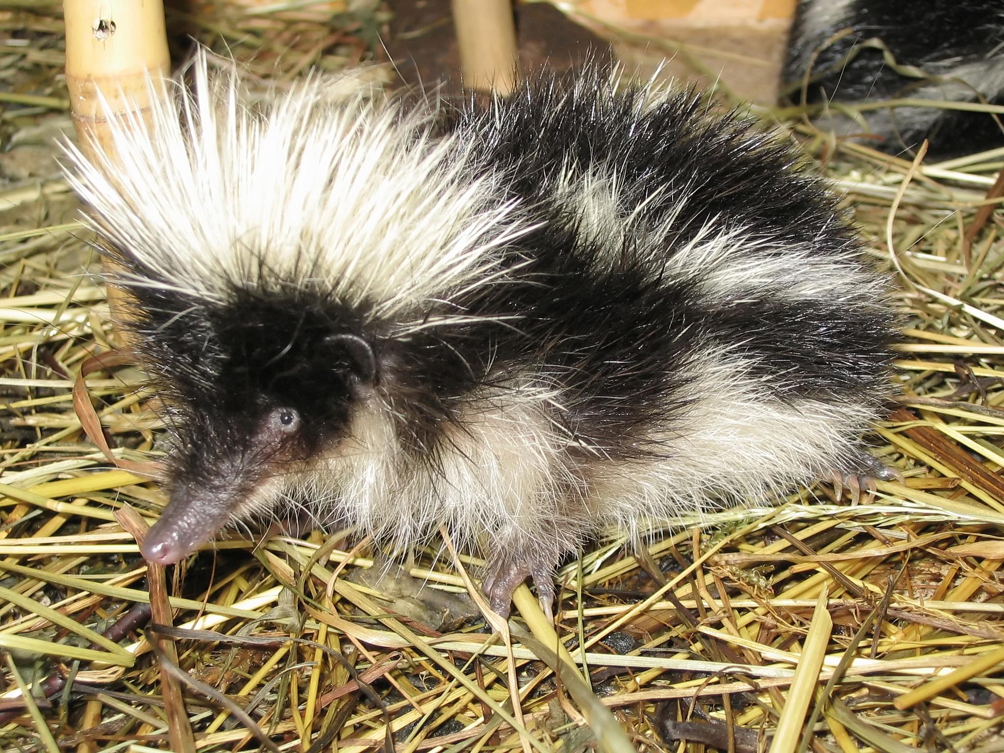 TENREC - DÉFINITION, HABITAT ET ALIMENTATION (avec PHOTOS)