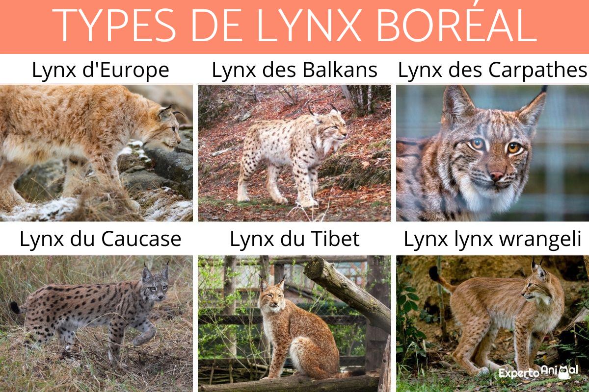 Types de LYNX - Caractéristiques et HABITATS