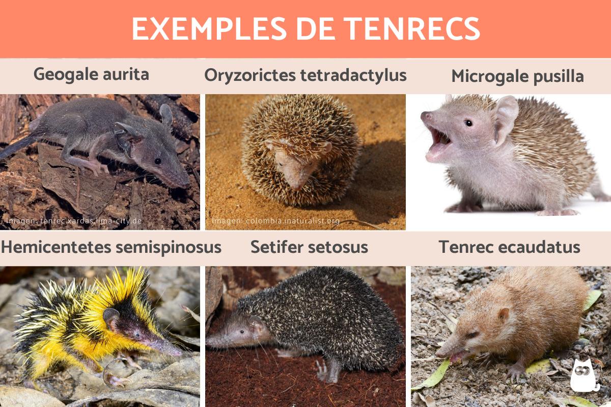 TENREC - DÉFINITION, HABITAT ET ALIMENTATION (avec PHOTOS)