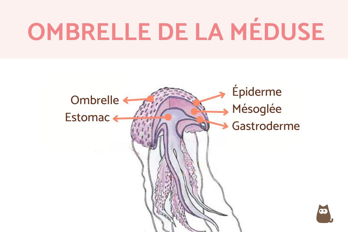 Les parties de la méduse et leurs fonctions - Guide d'anatomie