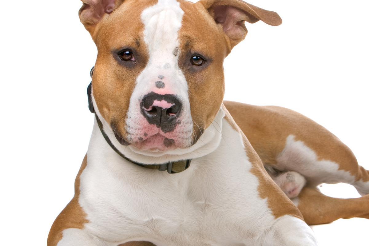 Quelle est la principale MALADIE de la TRUFFE du CHIEN ? - LISTE des ...