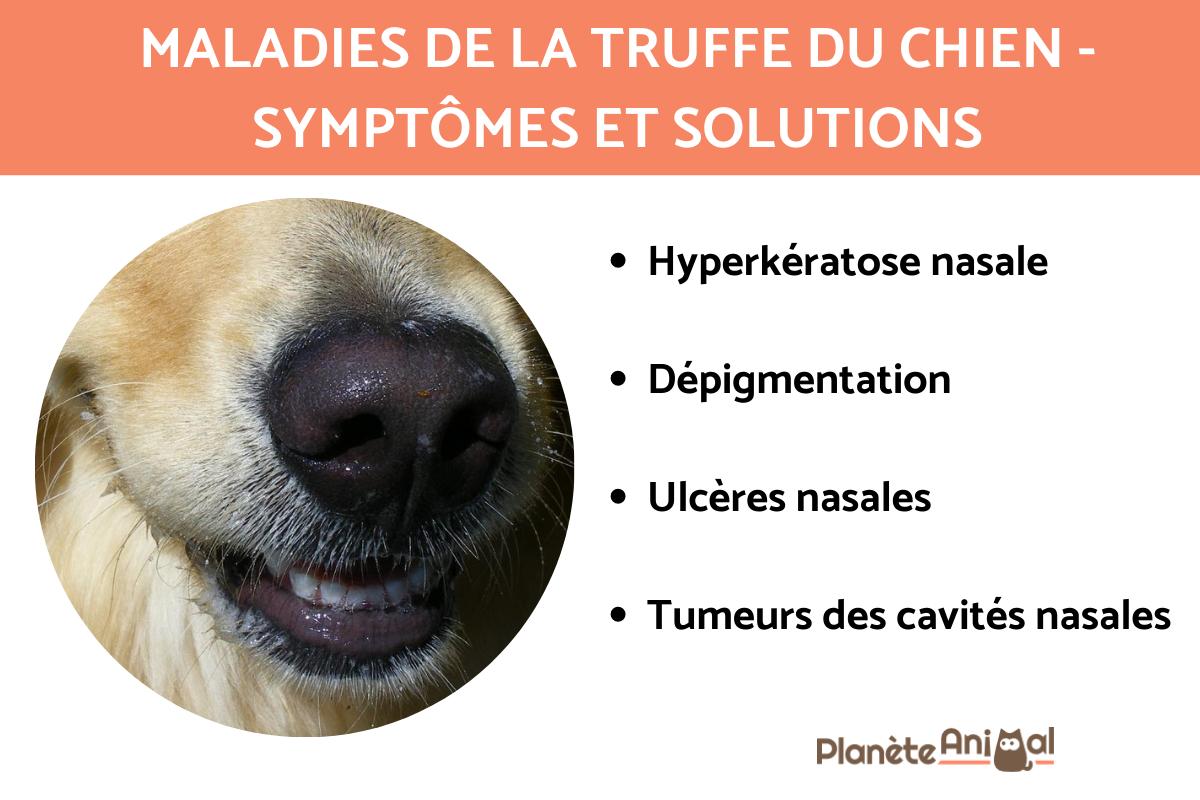 Quelle est la principale MALADIE de la TRUFFE du CHIEN ? - LISTE des ...