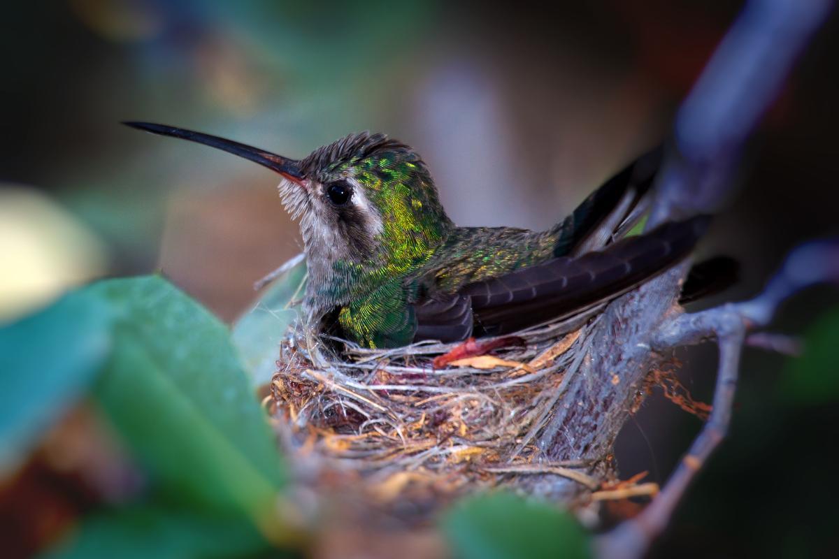 Nid de colibri : description, taille et photos