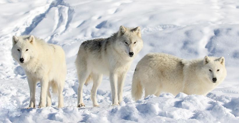 Races de loups et leurs Caractéristiques - Liste Complète avec PHOTOS