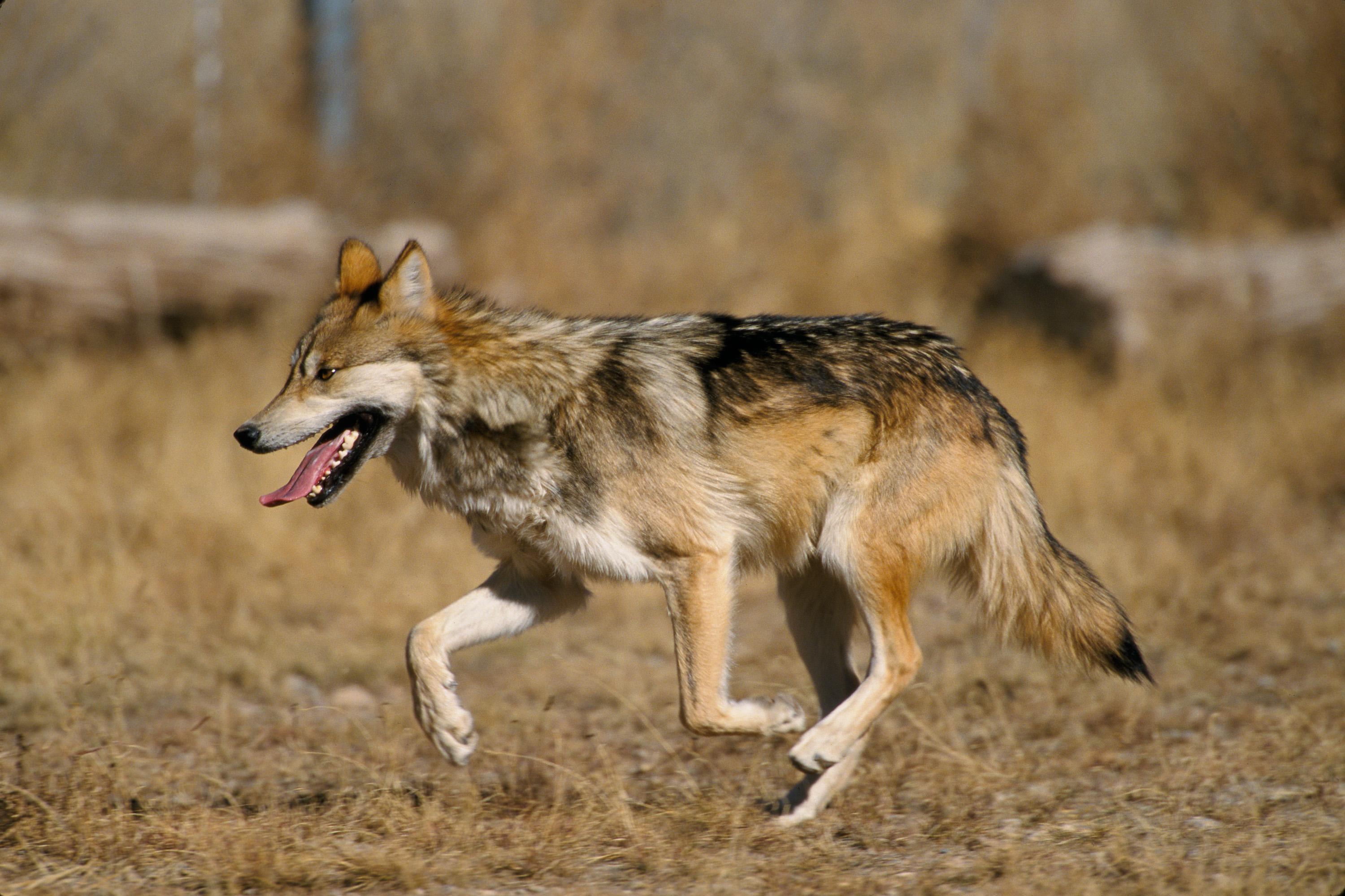 Races de loups et leurs Caractéristiques - Liste Complète avec PHOTOS