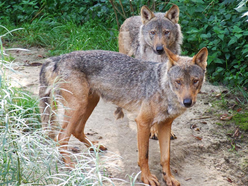 Races de loups et leurs Caractéristiques - Liste Complète avec PHOTOS