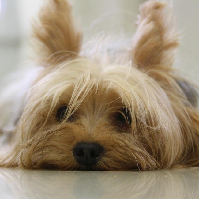 Comment soigner un chien empoisonné