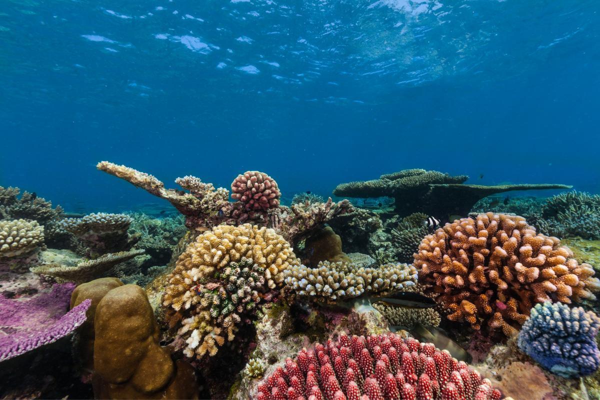 Le corail, animal ou plante ? Le corail, animal ou végétal