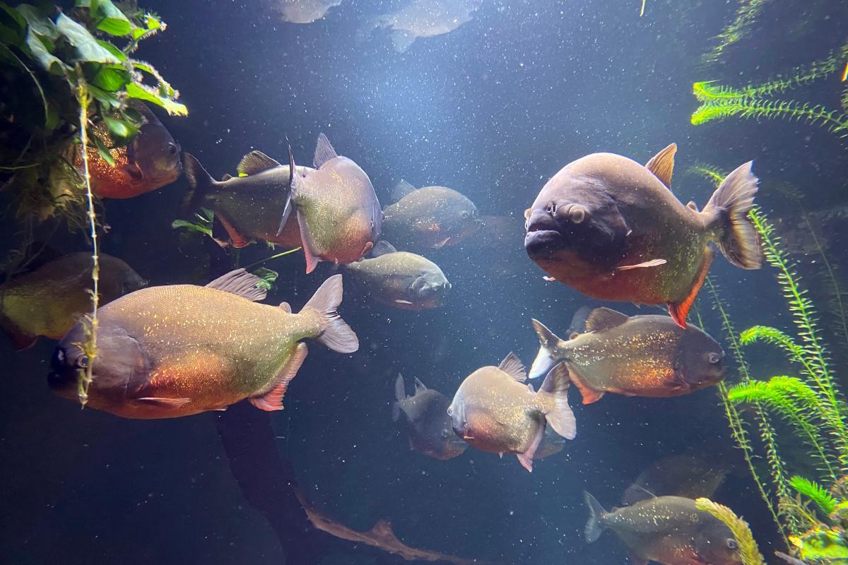 10 Poissons d'Amazonie (avec PHOTOS)