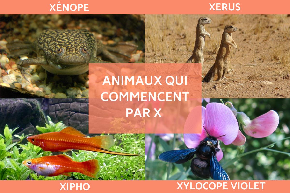 ANIMAL commençant PAR X - Xénope, Xerus, Xipho, Xylocope