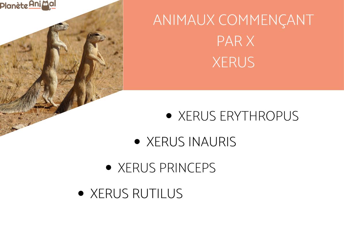 ANIMAL commençant PAR X - Xénope, Xerus, Xipho, Xylocope