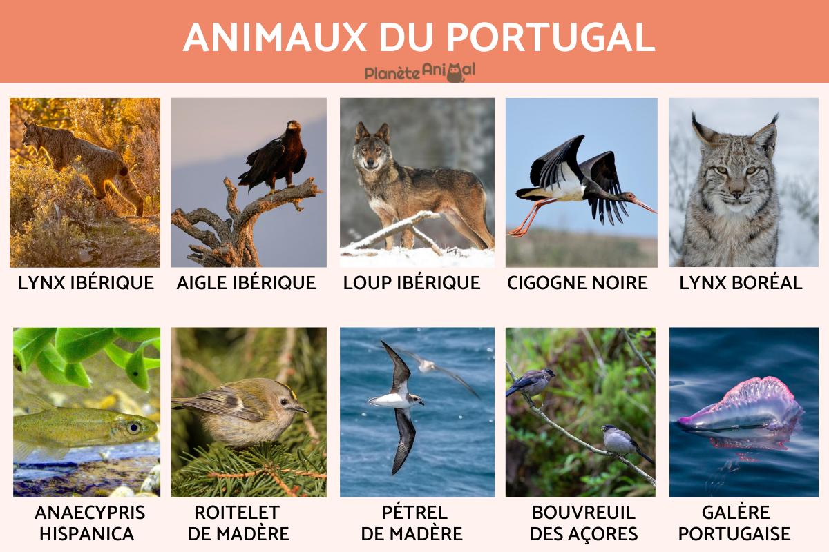15 ANIMAUX du PORTUGAL - Noms et PHOTOS