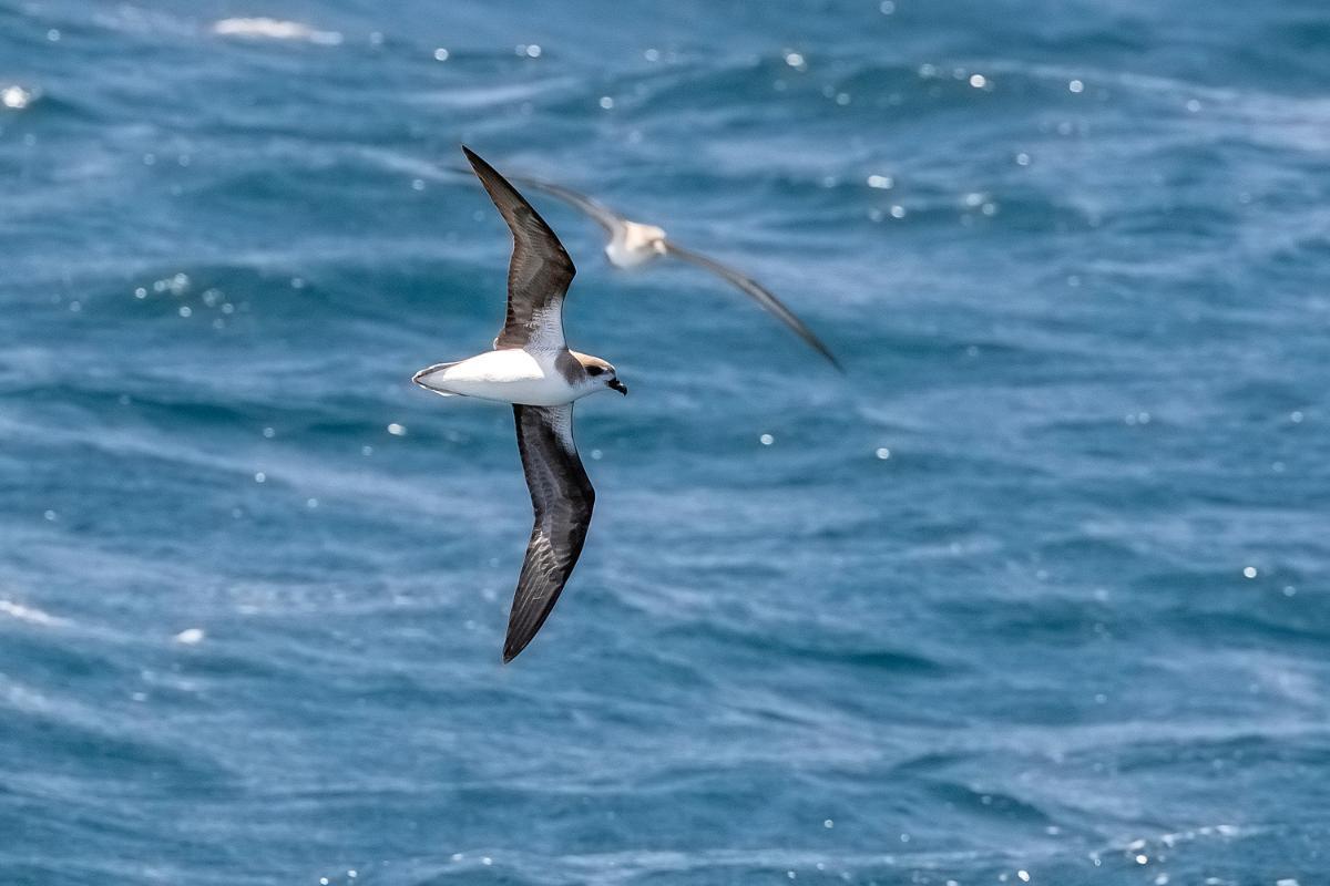15 ANIMAUX du PORTUGAL - Noms et PHOTOS